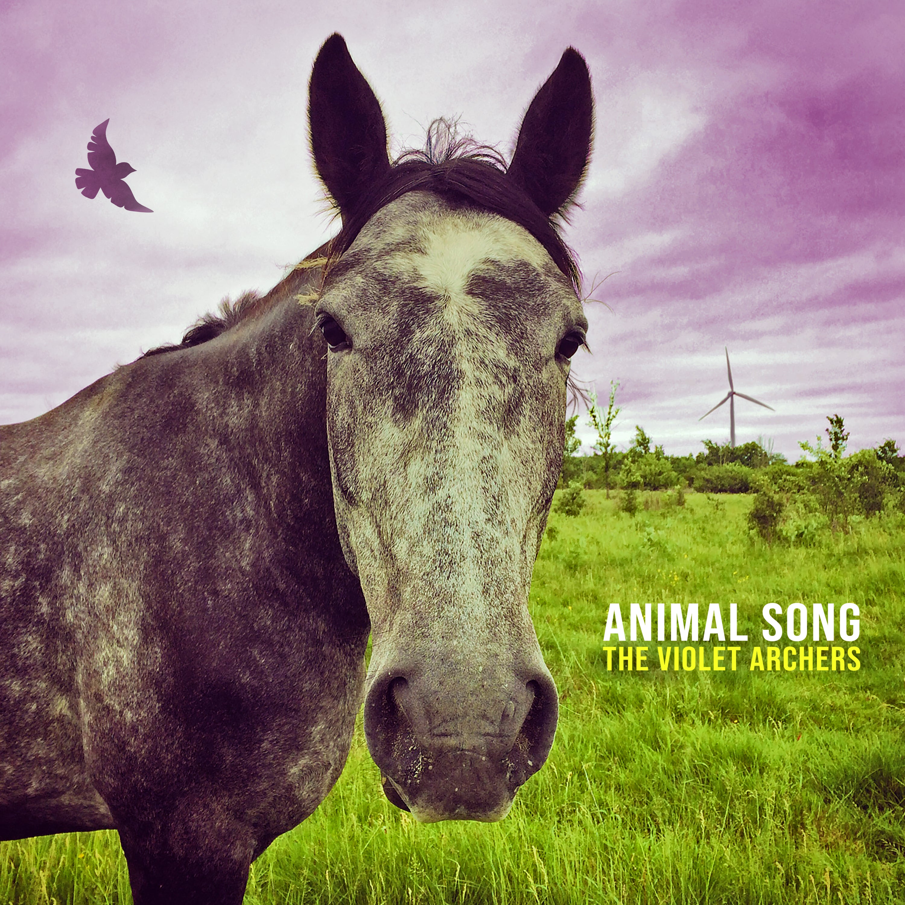 Animal Song - The Violet Archers – Six Shooter Records